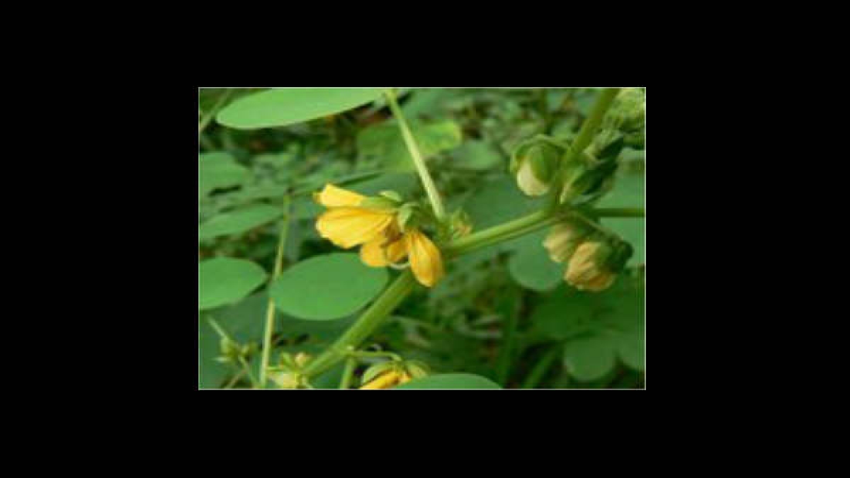 ഒരു പിടി തകരയില്‍ ഒതുങ്ങാത്ത രോഗമേത്‌? | Health Benefits Of Takara ...