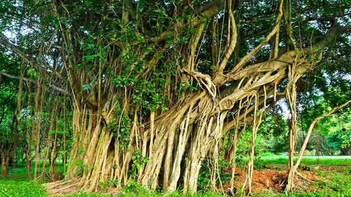 ആല്‍മരം: ഭാരതീയരുടെ പുണ്യവൃക്ഷം | Banyan Tree & Its Mythological ...