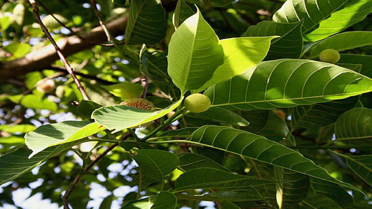 കടമ്പ് മരം വെറുമൊരു മരമല്ല | Importance of Kadamba Tree In Indian ...