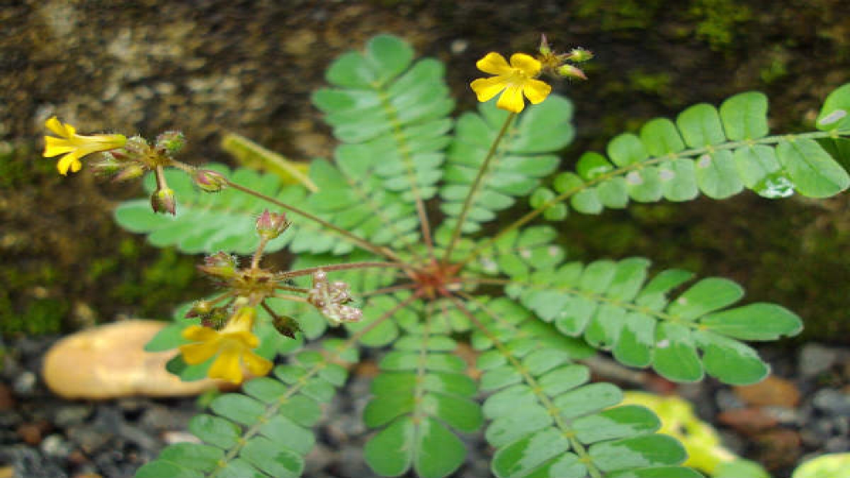 മുക്കുറ്റി കഷായം ലൈംഗിക പ്രശ്‌നങ്ങള്‍ക്കും പരിഹാരം | Health Benefits Of ...