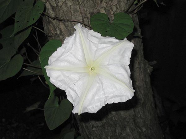 രാത്രിയില്‍ പൂക്കും വെളുത്ത സുന്ദരികള്‍ | 10 Night Blooming Flowers ...