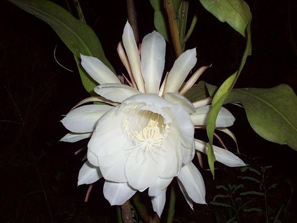 രാത്രിയില്‍ പൂക്കും വെളുത്ത സുന്ദരികള്‍ | 10 Night Blooming Flowers ...