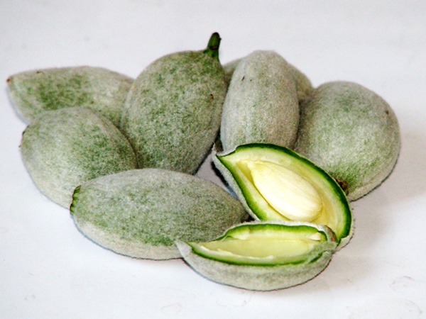 പച്ച ബദാം കഴിയ്ക്കൂ, ഗുണങ്ങള്‍ ഏറെ | Health Benefits Of Green Badam ...