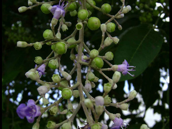 ഏത് വേദനയും ശമിപ്പിക്കും ഒറ്റമൂലി കരിനൊച്ചിയില്‍ | health benefits of ...