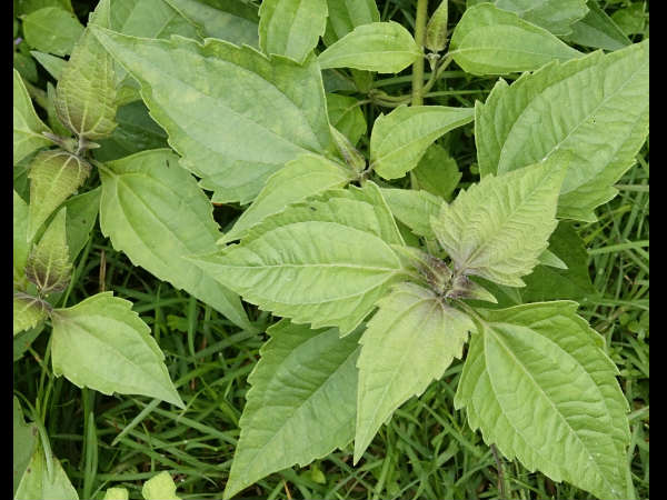 കമ്യൂണിസ്റ്റ്പച്ച കൊളസ്‌ട്രോള്‍, പ്രമേഹ മരുന്നാണ് | Health Benefits Of ...