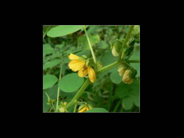 ഒരു പിടി തകരയില്‍ ഒതുങ്ങാത്ത രോഗമേത്‌? | Health Benefits Of Takara ...
