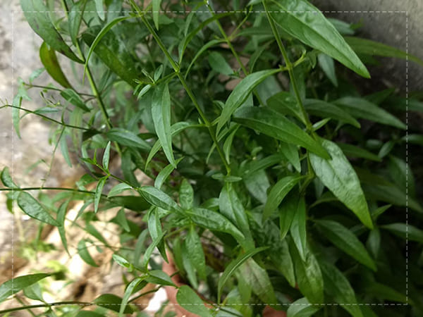 പാഴ്‌ച്ചെടിയല്ല, പ്രമേഹ മരുന്നാണ് കിരിയാത്ത്‌ | Health Benefits Of ...