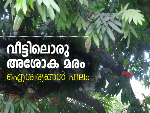 Benefits of Ashoka Tree in House: വീട്ടിലൊരു അശോക മരം; ഐശ്വര്യങ്ങള് ...