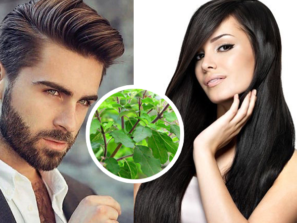 മുടിയില്‍ ഇനി പ്രശ്‌നങ്ങളില്ല; തുളസി കൊണ്ട് തീര്‍ക്കാം എല്ലാം ...