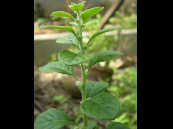 കര്‍ക്കിടക മാസം ദശപുഷ്പം വീട്ടില്‍ ഐശ്വര്യം നിറക്കും | Spiritual ...