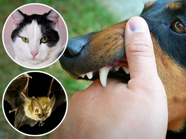 പേപ്പട്ടി മാത്രമല്ല; ഈ മൃഗങ്ങളുടെ കടിയേറ്റാലും പേ ഇളകും; പ്രതിരോധ ...