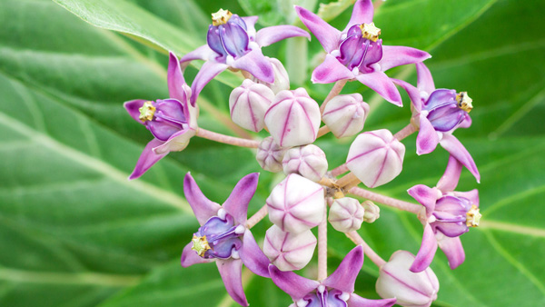 ശ്രാവണ മാസം ഈ നാല് മരങ്ങള്‍ വീട്ടില്‍ വെച്ച് പിടിപ്പിക്കൂ: ഭഗവാന്‍ കൂടെ ...