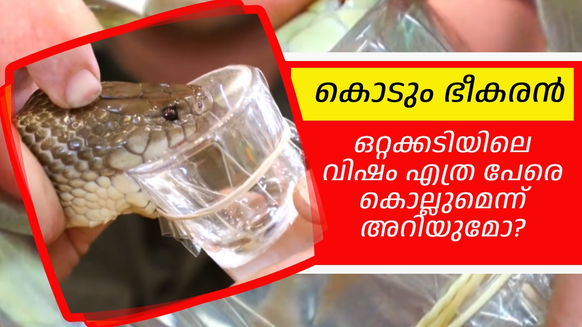 ഈ പാമ്പ് ചില്ലറക്കാരനല്ല, വിഷത്തിന്റെ അളവില്‍ റെക്കോര്‍ഡ് നേടിയവന് ...