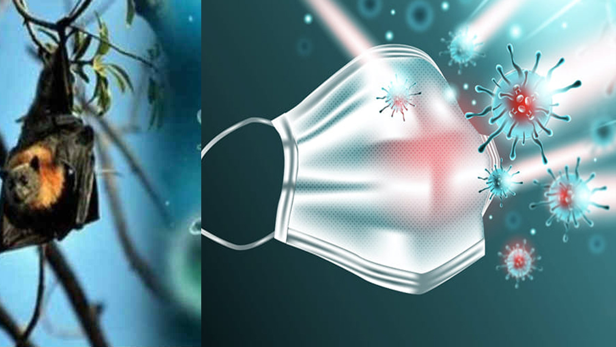 സംസ്ഥാനത്ത് വീണ്ടും നിപ: എന്താണ് വൈറസ്, സ്വീകരിക്കേണ്ട മുന്‍കരുതലുകള്‍ | Nipah Virus: 14 Year ...